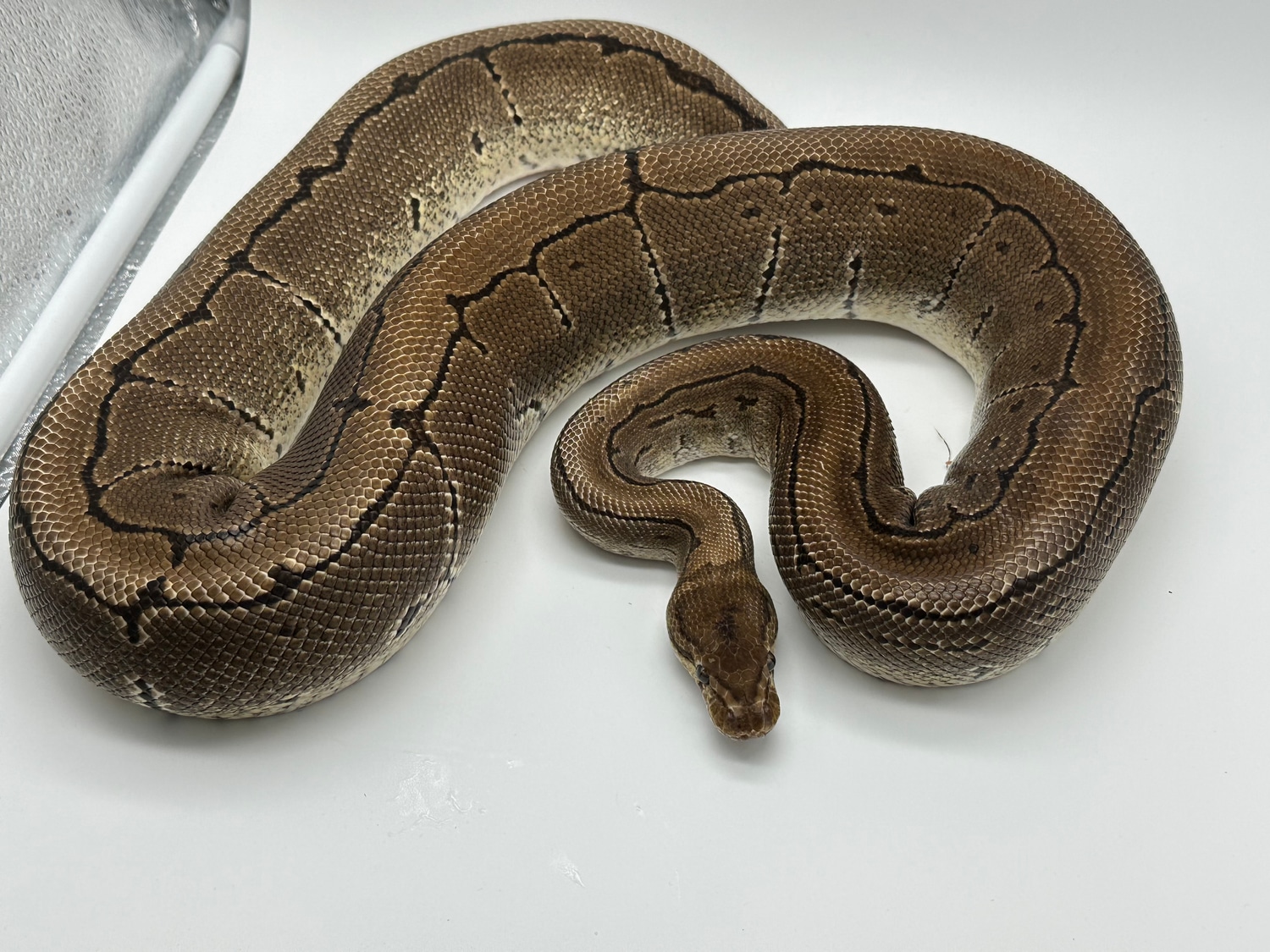 Pinstripe Ball Python by Lake House Exotics - MorphMarket