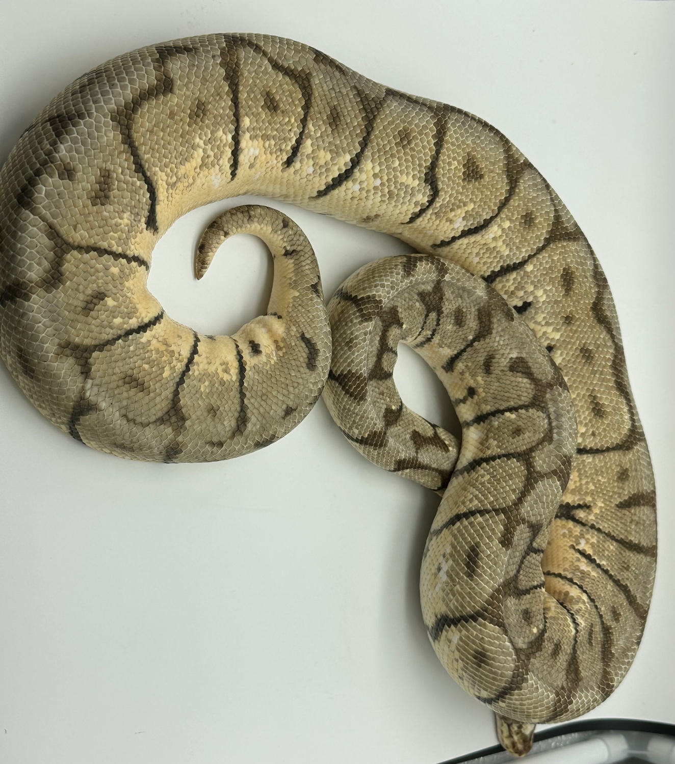 Sup Pastel Spider Ball Python by Lake House Exotics - MorphMarket