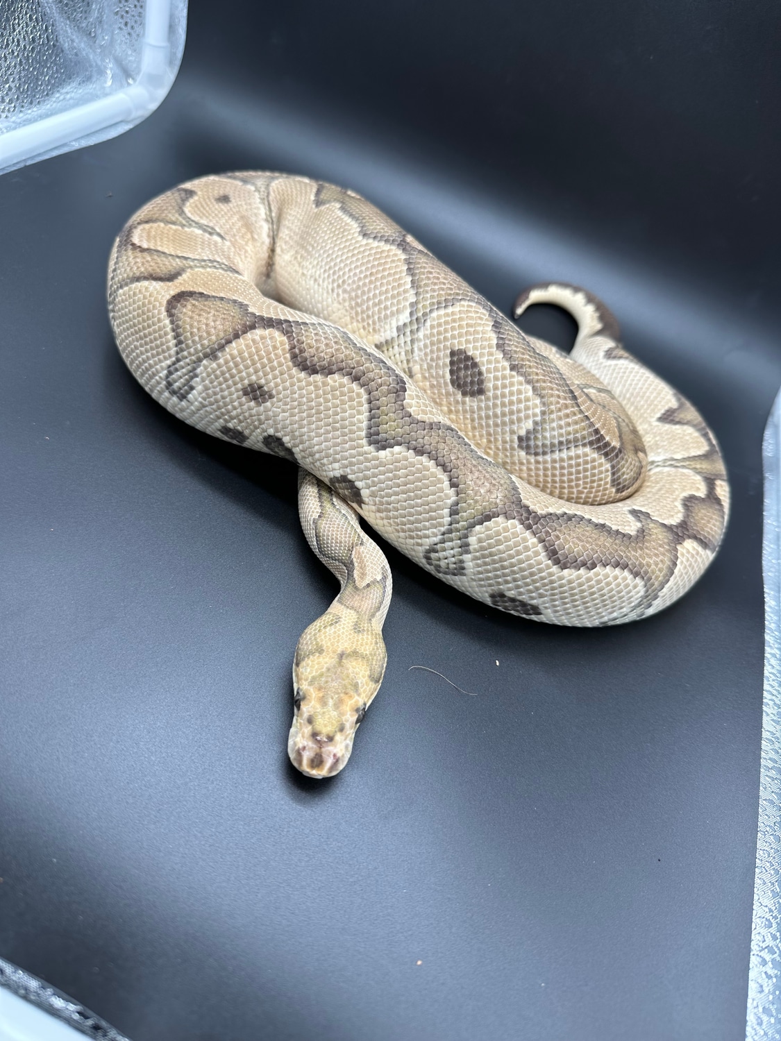 Fire Clown Ball Python by Lake House Exotics - MorphMarket