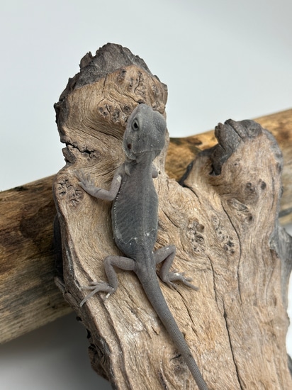 Hypo Zero Translucent Central Bearded Dragon by Lake House Exotics