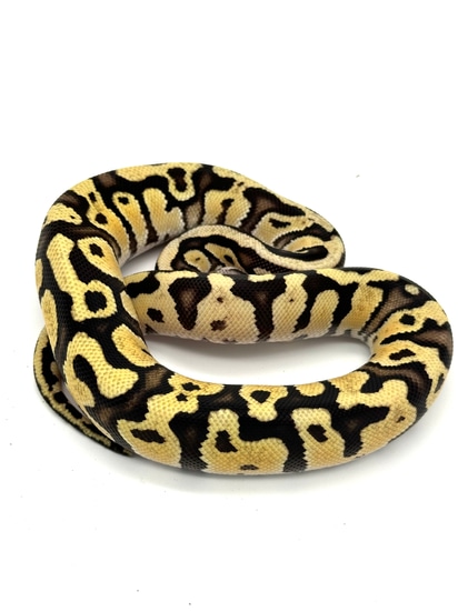 Firefly Het Clown Ball Python by Lake House Exotics
