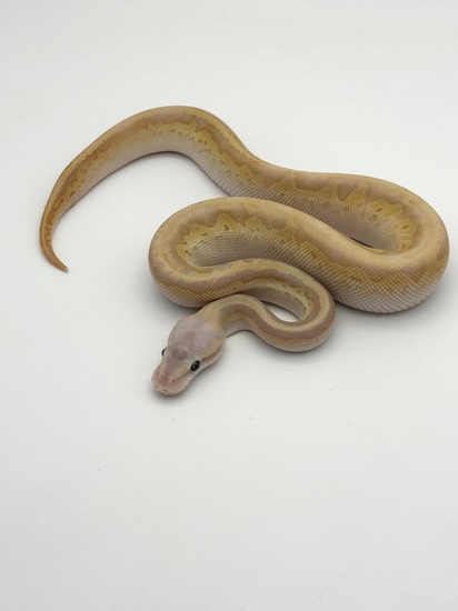 Bamboo Bongo Banana Ball Python by Lake House Exotics