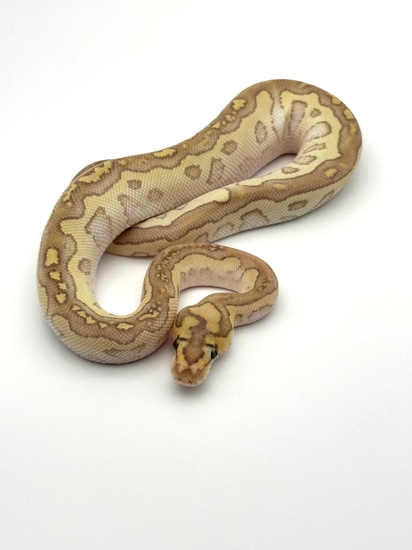 Lesser Fire Arroyo Clown Ball Python by Lake House Exotics