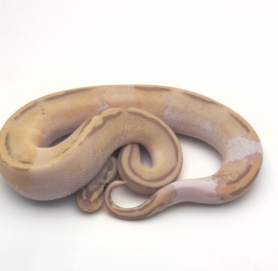 Banana Hypo Pied Sandblast Ball Python by Lake House Exotics