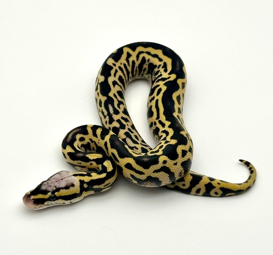 Leopard Vanilla Pastel Desert Ghost Het Cryptic Ball Python by Lake ...