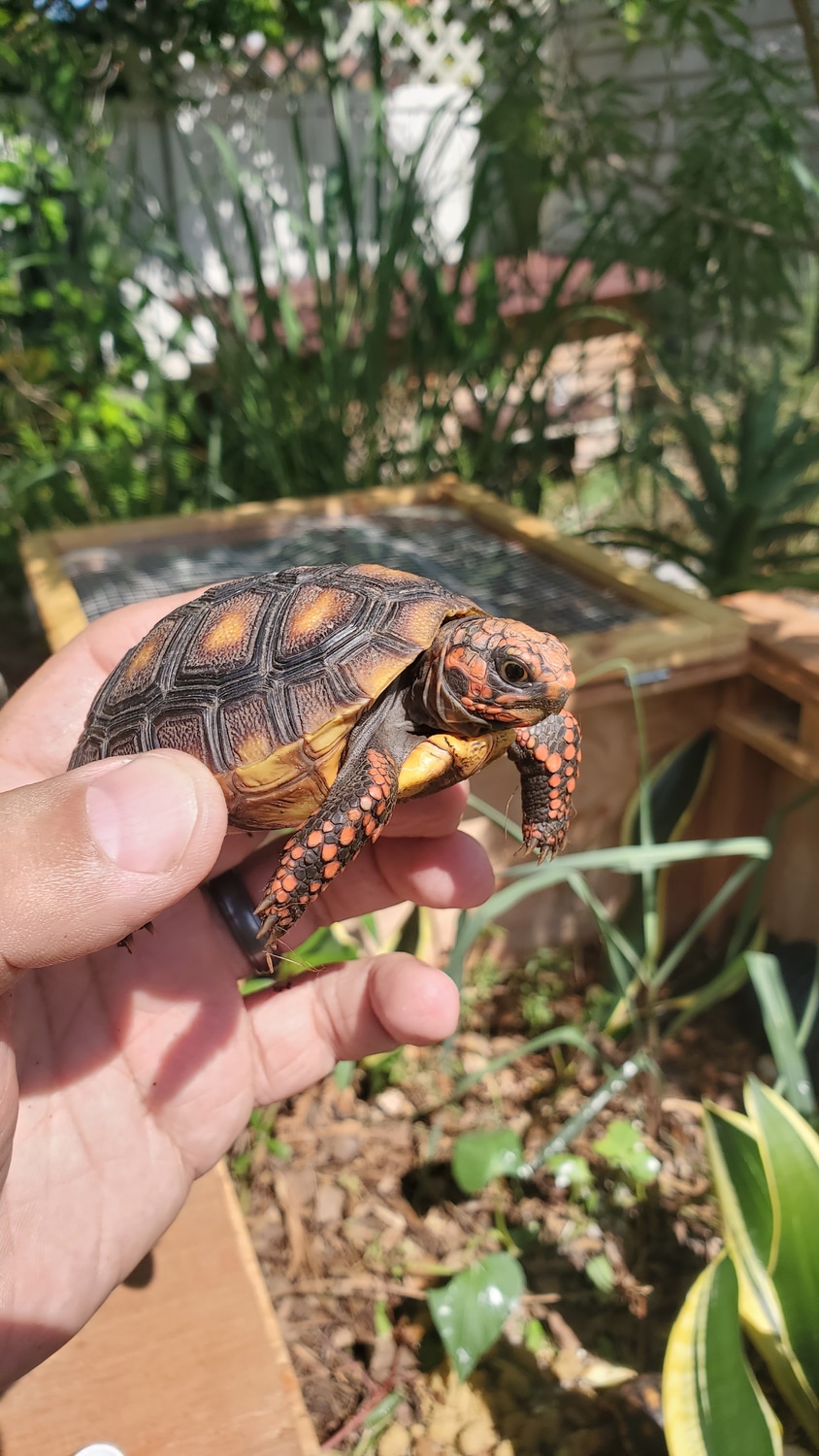 Amazing High Orange Well-Started Redfoot Red-footed Tortoise by Totally ...