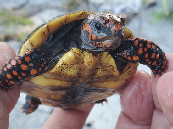 Well-Started Baby Redfoot (Baby Midnight) Red-Footed Tortoise by ...