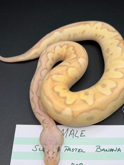 Super Pastel Banana Clown Poss Enchi Ball Python by Totally Rad Pythons