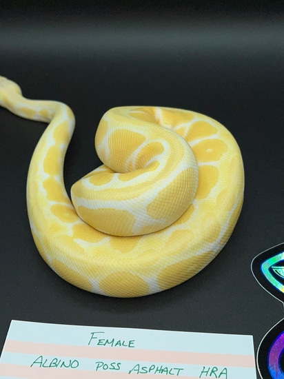 Albino HRA Poss Asphalt Ball Python by Totally Rad Pythons
