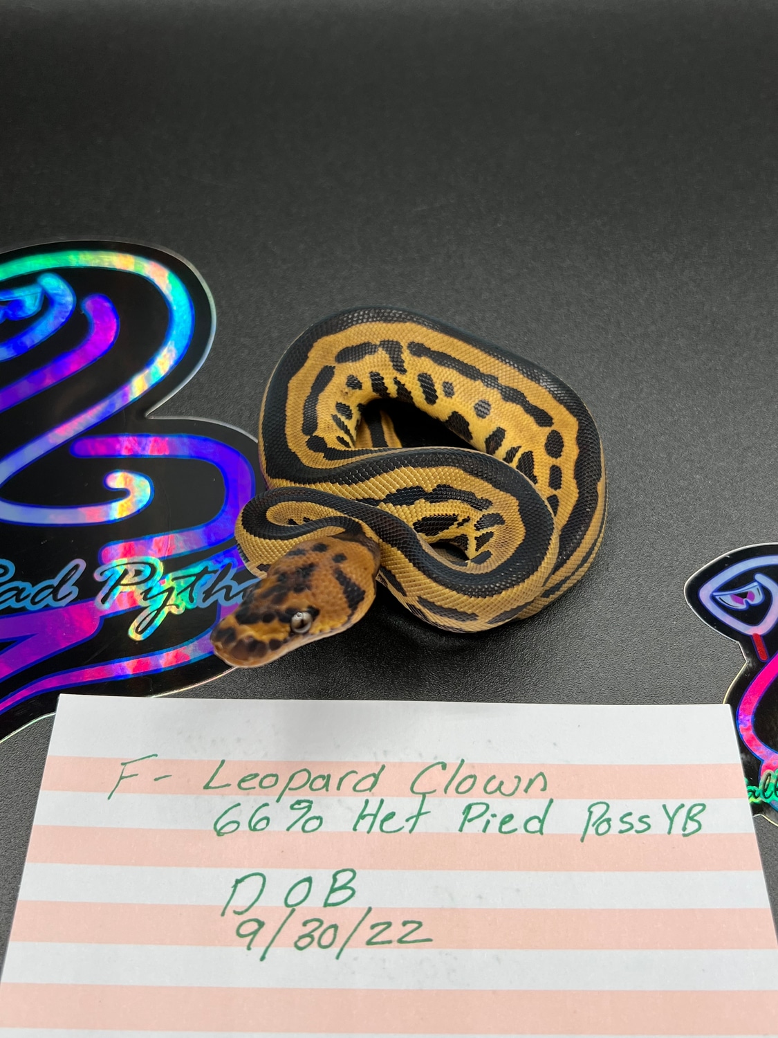 Leopard (Poss Super Leo) Clown 66% Het Pied Ball Python by Totally Rad ...