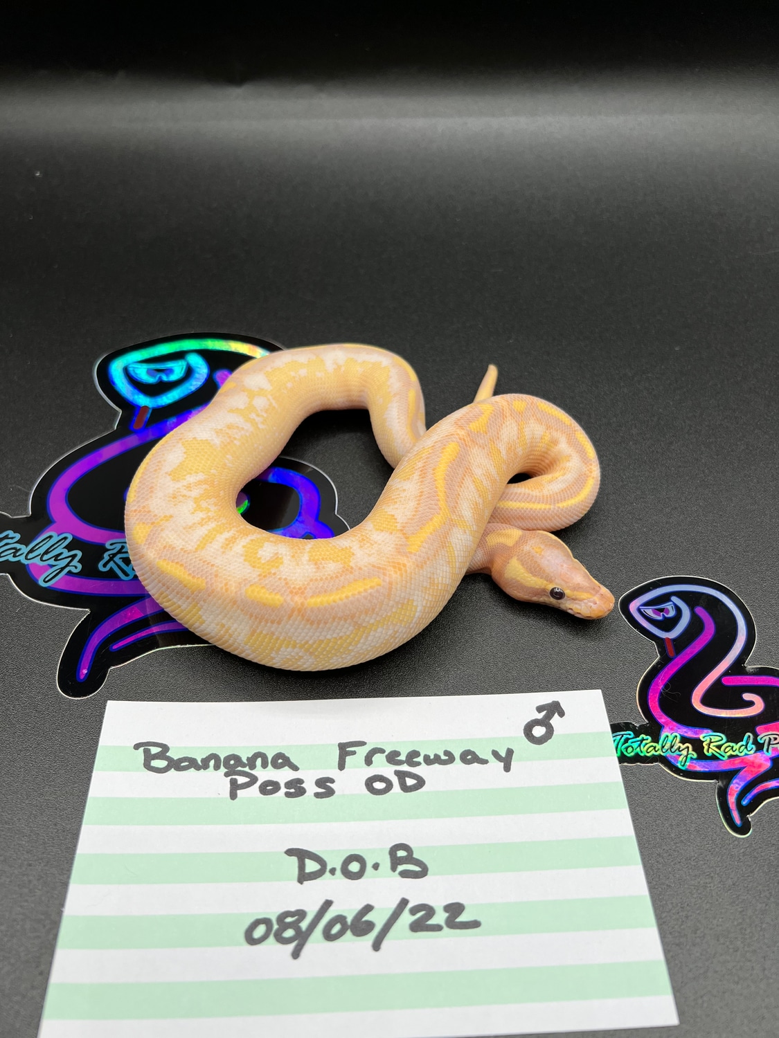 Banana Freeway Poss OD Ball Python by Totally Rad Pythons - MorphMarket