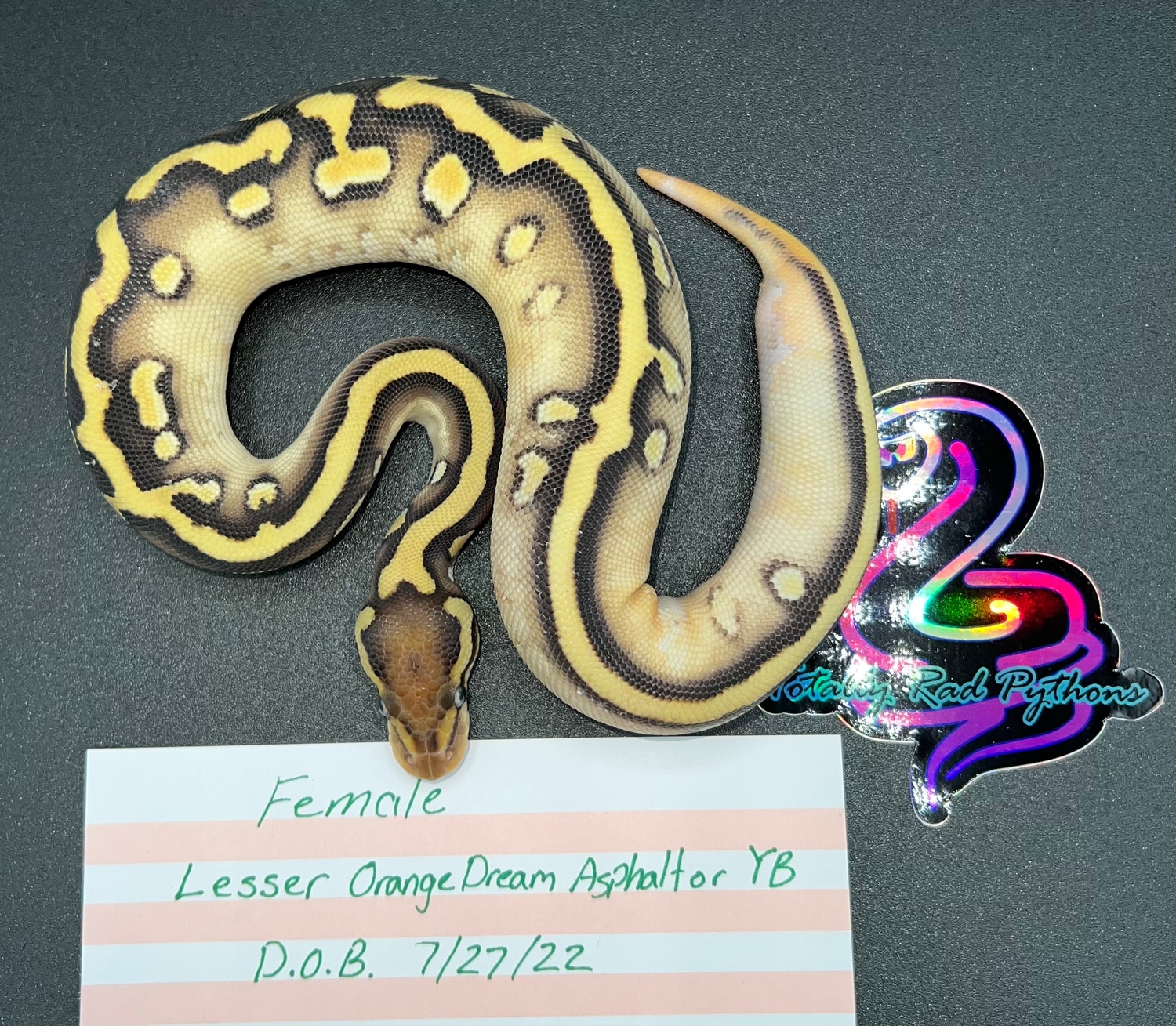 Lesser Orange Dream Asphalt Or YB Ball Python by Totally Rad Pythons ...