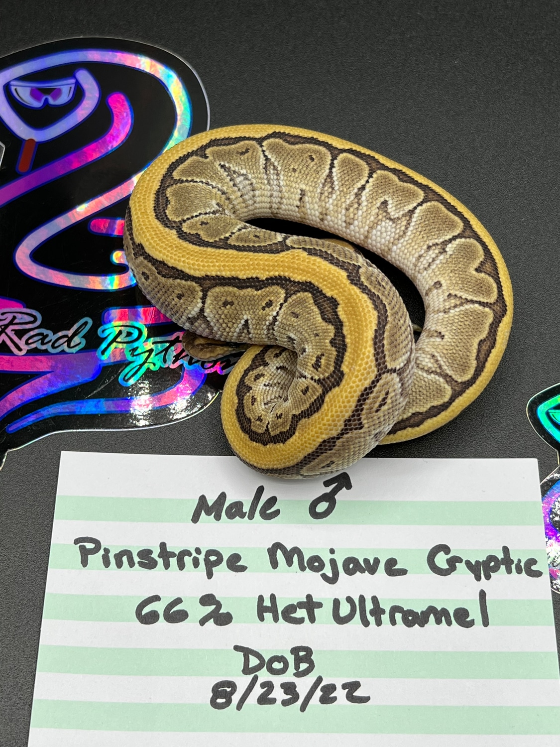 Pinstripe Mojave Cryptic 66% Het Ultramel Ball Python by Totally Rad Pythons - MorphMarket
