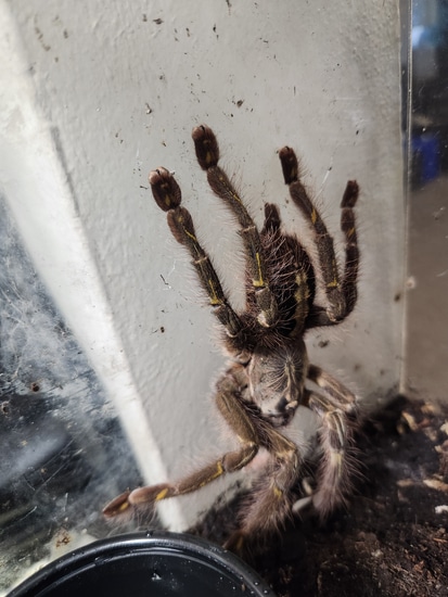 P. Rufilata Tarantula by Lee's-Chees