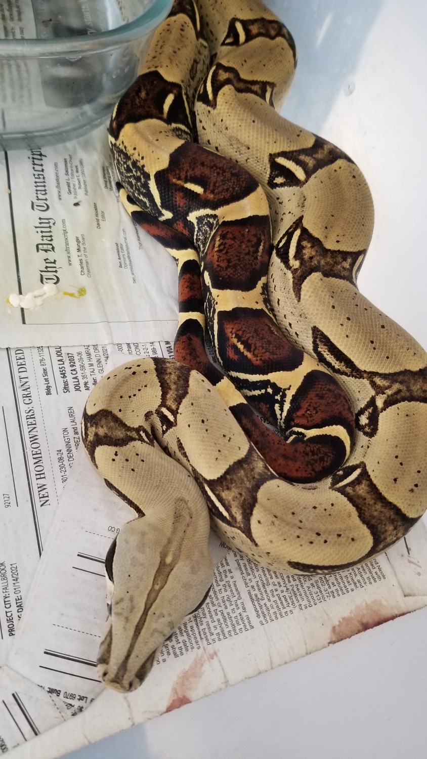 Peruvian Boa True Red-tailed Boa Constrictor by Toucan Jungle - MorphMarket