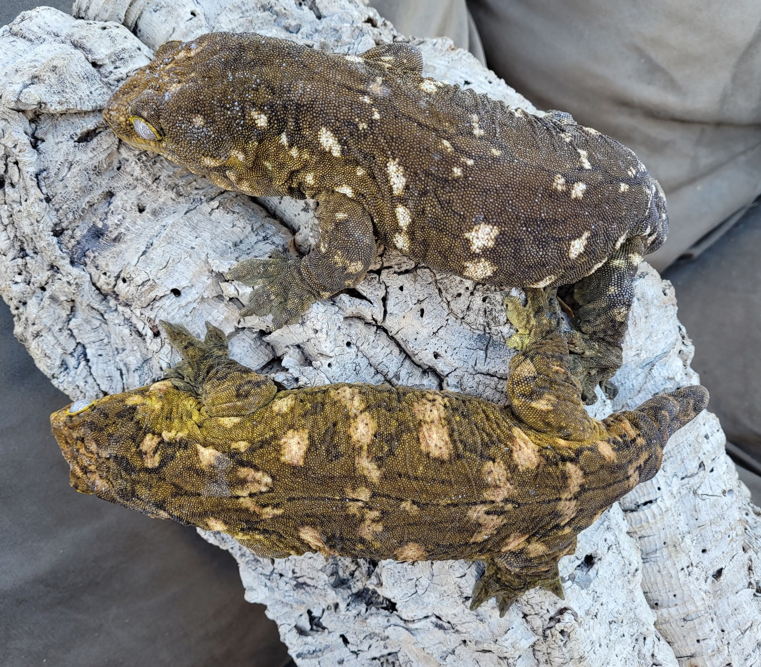Rhacodactylus Gecko PAIR Leachianus Gecko by Toucan Jungle - MorphMarket