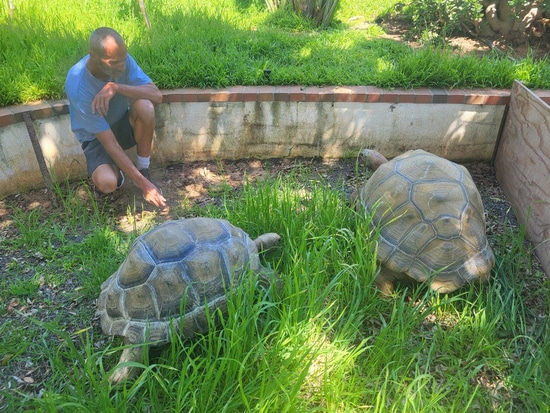 Large "pair" Aldabra Tortoises , Free Delivery by Toucan Jungle