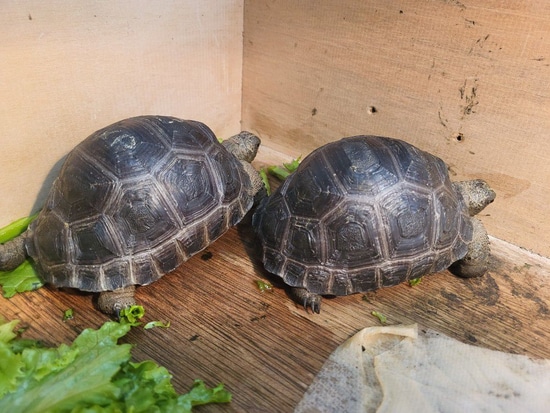 Aldabra Tortoises 4 Inch Size by Toucan Jungle