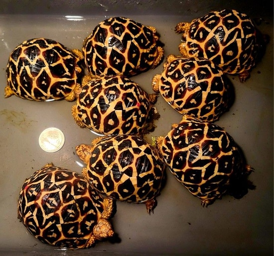 Sri Lankan Star Tortoises Indian Star Tortoise by Toucan Jungle