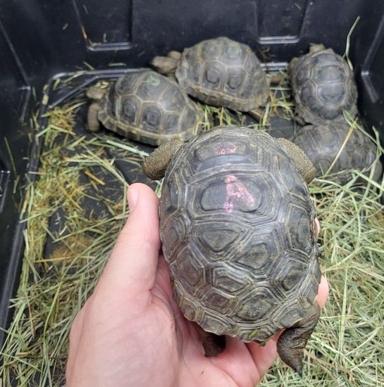 Aldabra Tortoise 1 Year Old Irregular Shell Ziggy by Toucan Jungle