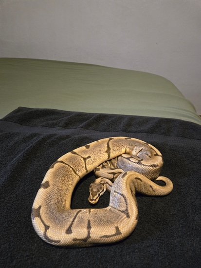 Spider Ball Python by Zodiac Morphs