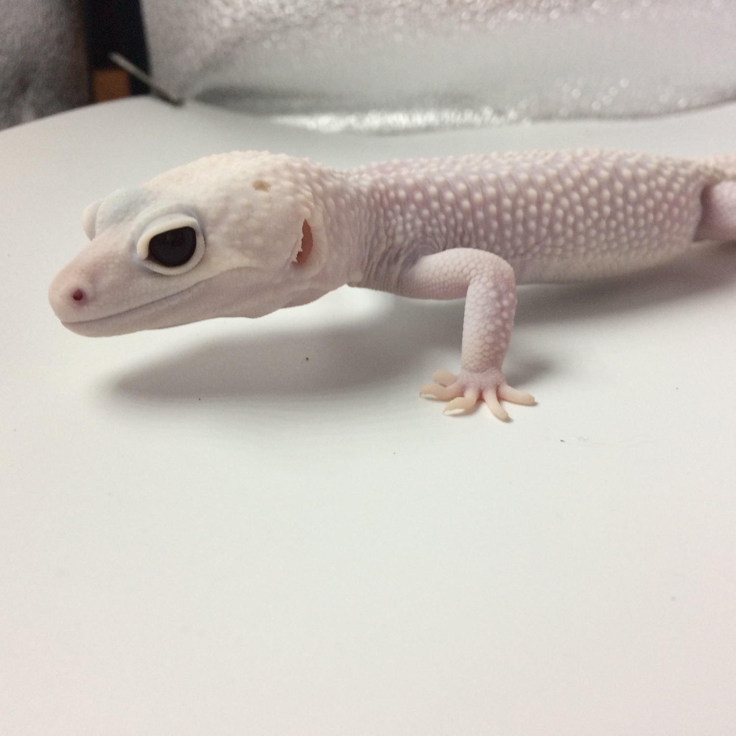 Blazing Blizzard Eclipse Leopard Gecko by Young Reptile Company ...