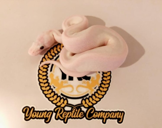 Blue Eye Lecustic BEL Ball Python by Young Reptile Company
