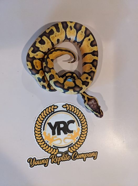 Pastel Fire Yellowbelly / Gravel Ball Python by Young Reptile Company ...