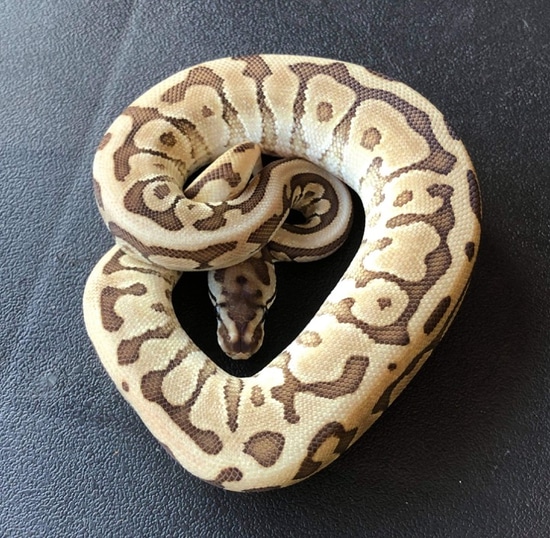 Leopard Lesser SpotNose Ball Python by Young Reptile Company