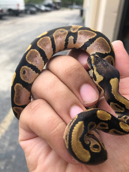 Calico High Pink / White Ball Python by Young Reptile Company