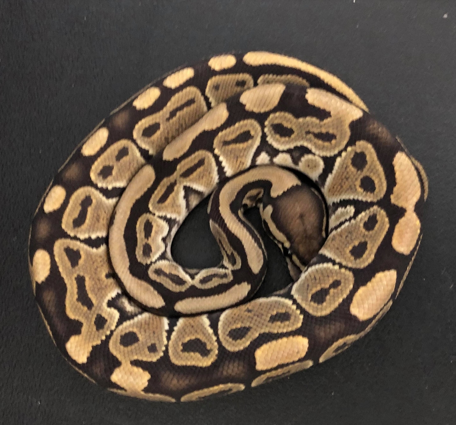 Hypo / Ghost Ball Python by Young Reptile Company - MorphMarket