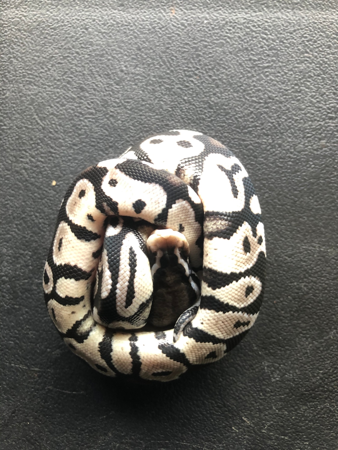 Pastel VPI Axanthic Ball Python by Young Reptile Company - MorphMarket