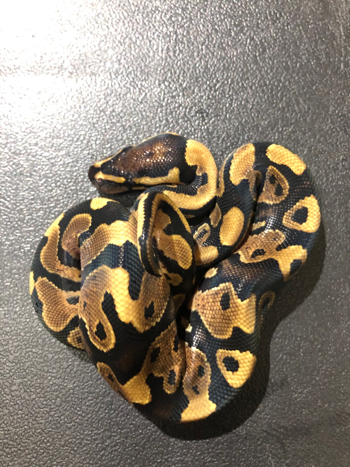 Gravel Ball Python by Young Reptile Company - MorphMarket