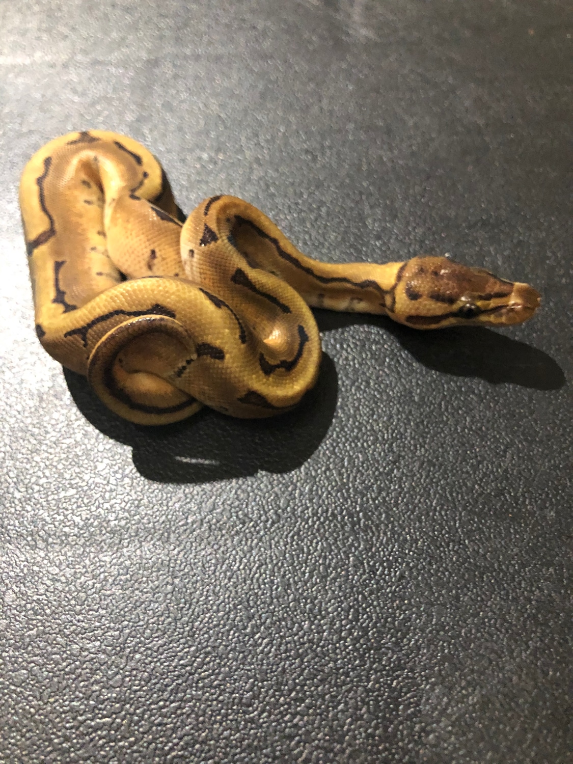Pinstripe Enchi Het Desert Ghost Ball Python by Young Reptile Company ...