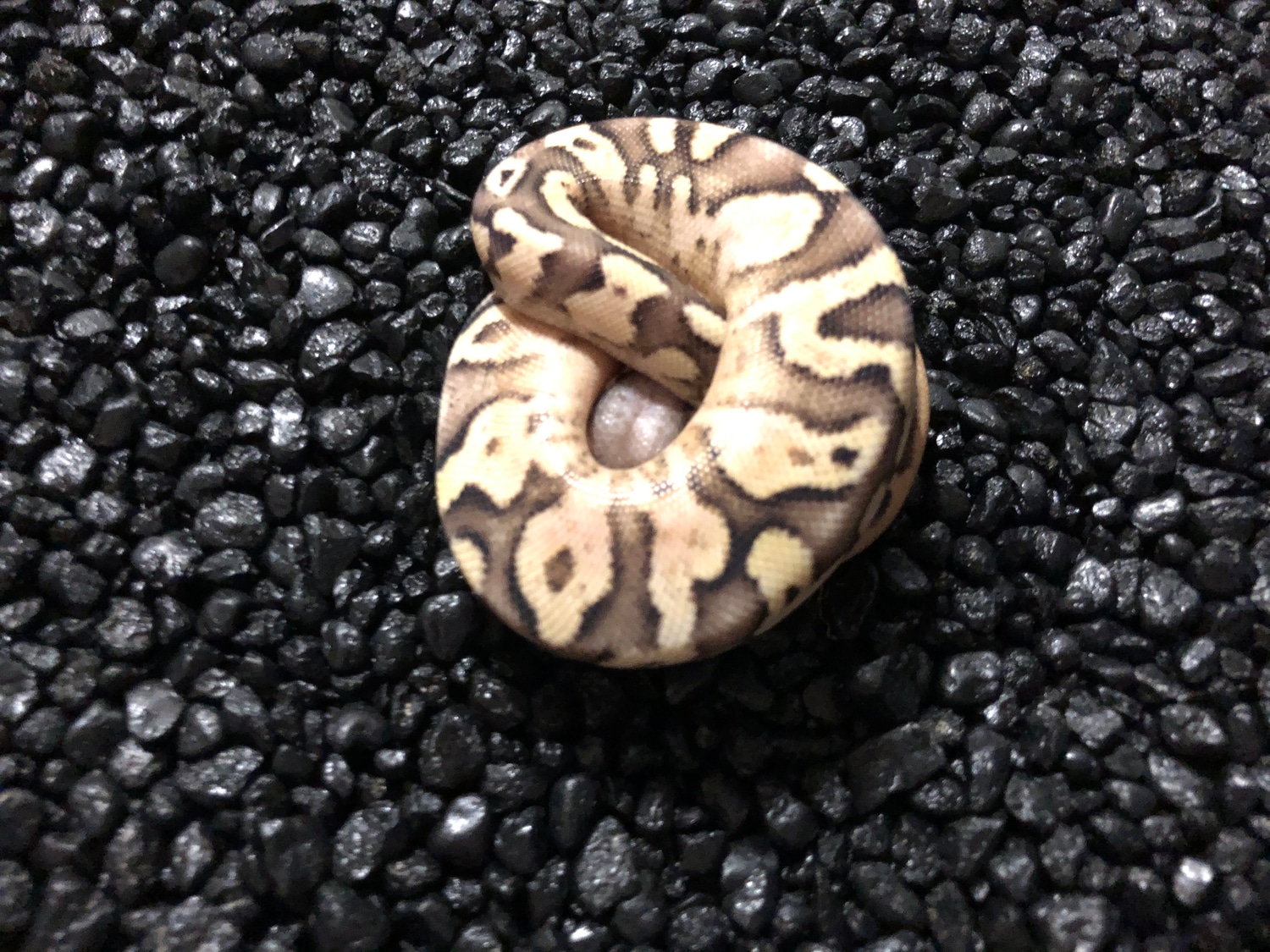 Calico FireFly Het Desert Ghost Ball Python by Young Reptile Company ...