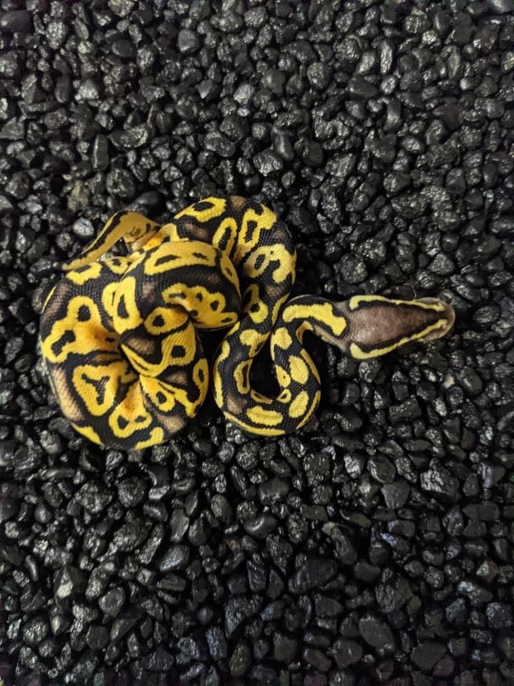 Pastel Yellowbelly / Gravel Ball Python by Young Reptile Company ...