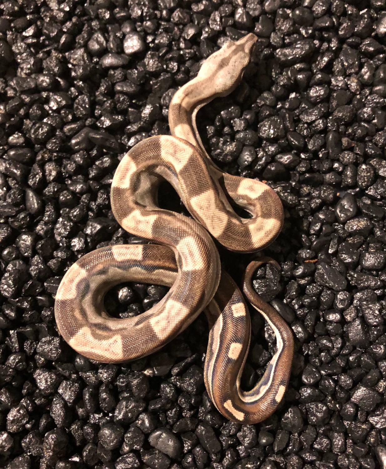 Motley Pastel Dream Boa Constrictor by Young Reptile Company - MorphMarket