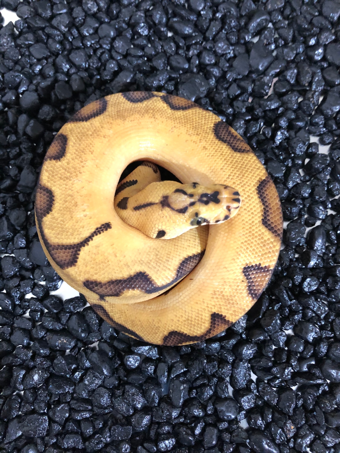Enchi Orange Dream Clown Ball Python by Young Reptile Company - MorphMarket