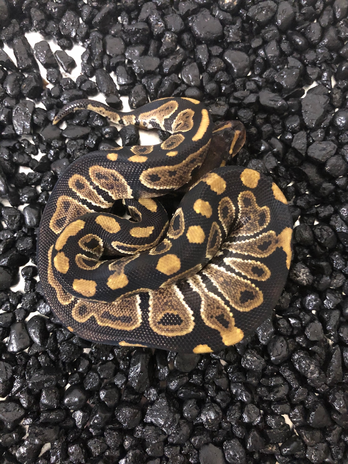 Chocolate Ball Python by Young Reptile Company - MorphMarket