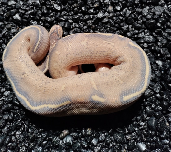 Highway Het Paint Ball Python by Young Reptile Company