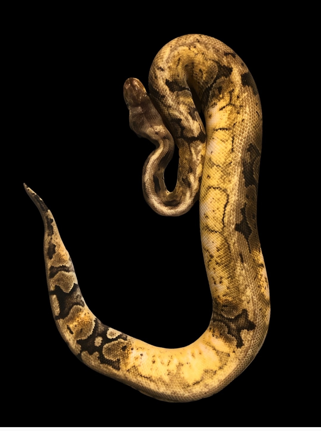 DragonFly Calico Paradox Het Desert Ghost Ball Python by Young Reptile ...