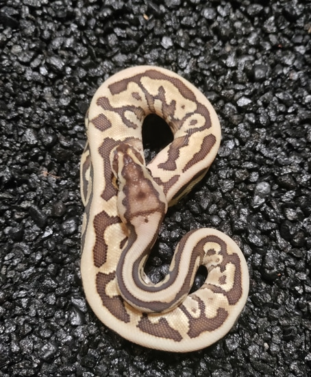 Lesser Leopard Woma Pos Dinker Ball Python by Young Reptile Company