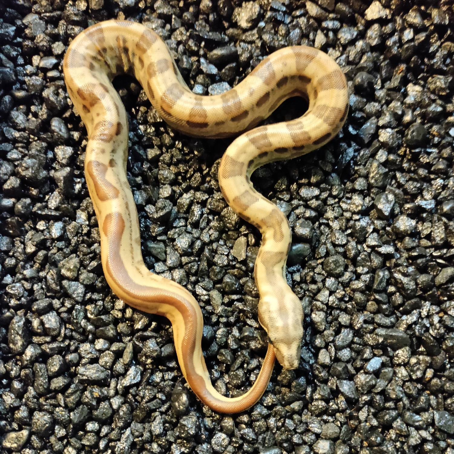 Pastel Dream Hypo Motley Jungle Boa Constrictor by Young Reptile ...