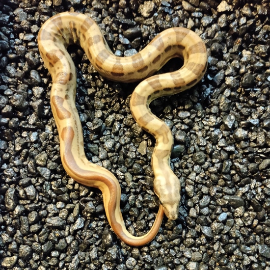 Pastel Dream Hypo Motley Jungle Boa Constrictor by Young Reptile ...