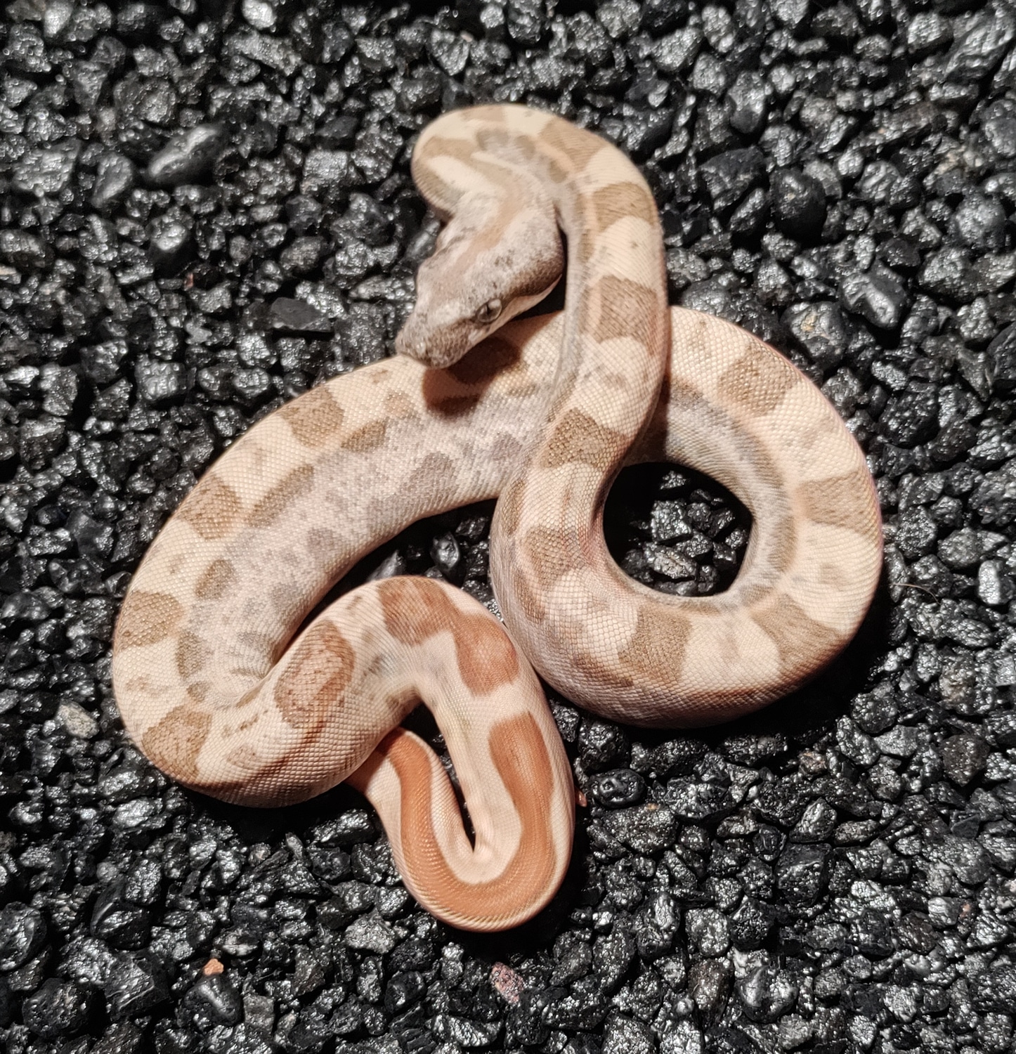 Pastel Dream Hypo Motley Boa Constrictor by Young Reptile Company ...