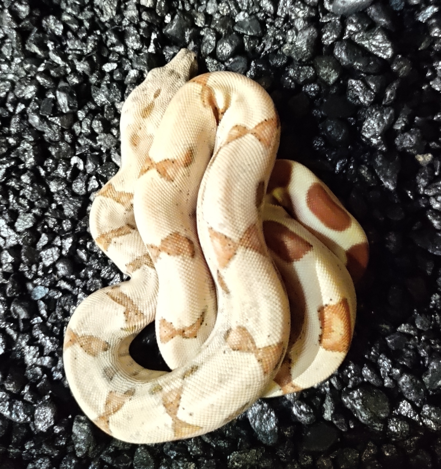 Hypo Pastel Dream Pos Super Hypo Boa Constrictor by Young Reptile ...