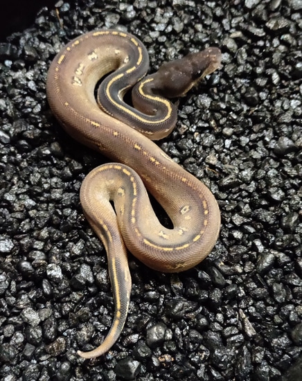 Super Black Head Mojave Red Gene Ball Python by Young Reptile Company