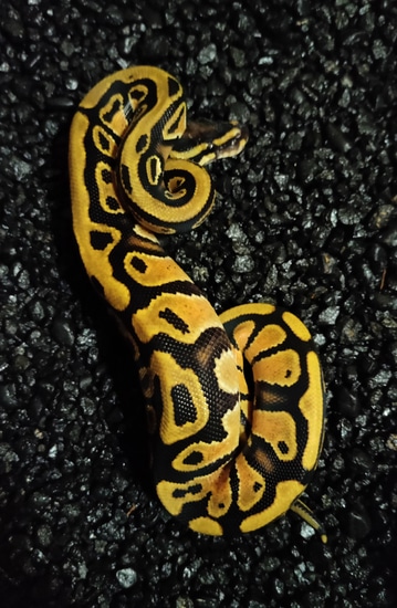 Orange Dream X-Treme Gene YellowBelly Ball Python by Young Reptile Company
