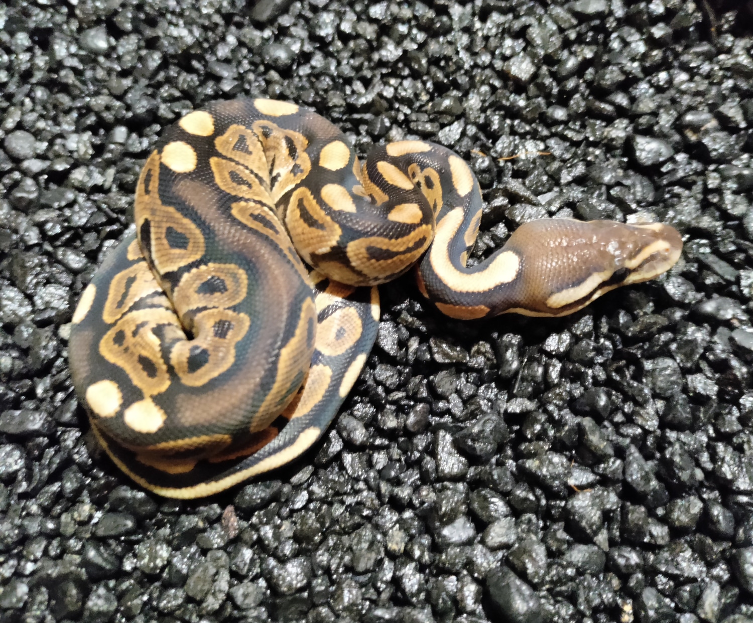 Cinnamon Het Hypo Ball Python by Young Reptile Company - MorphMarket