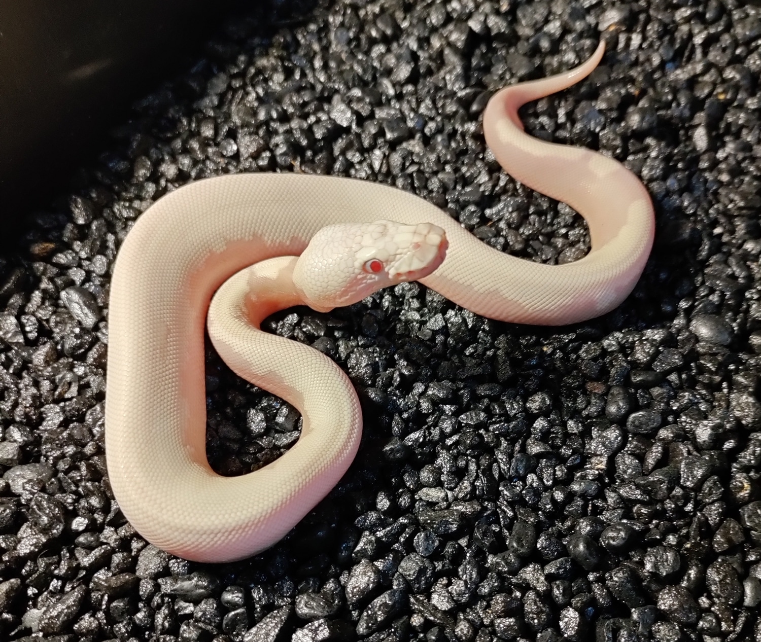 Unknown Soldier Ball Python by Young Reptile Company - MorphMarket